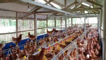 Certified Humane® Asia | Animal Welfare | This website promotes animal ...