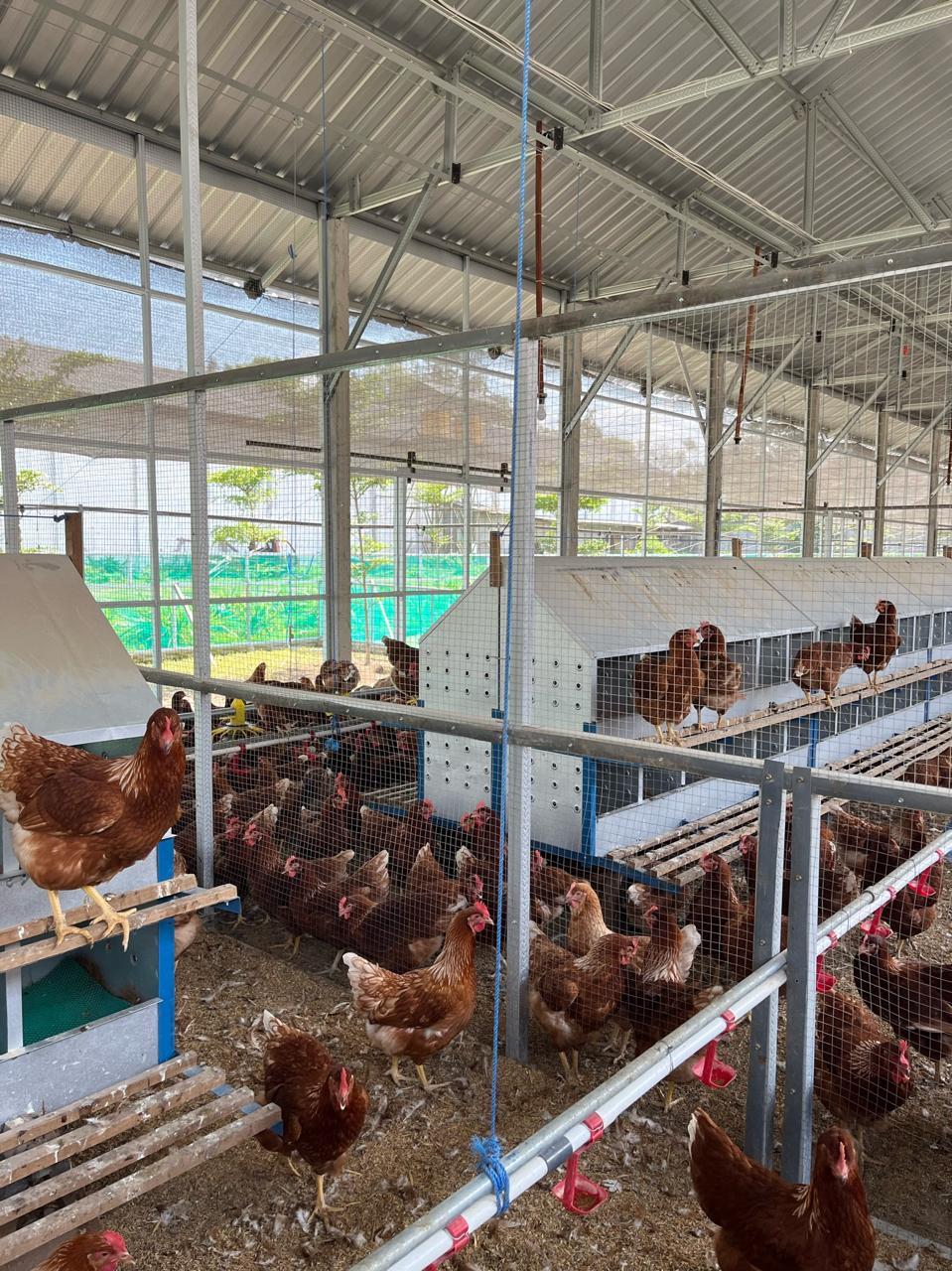 Certified Humane® Asia | Animal Welfare | Rossa Farm EST 2000