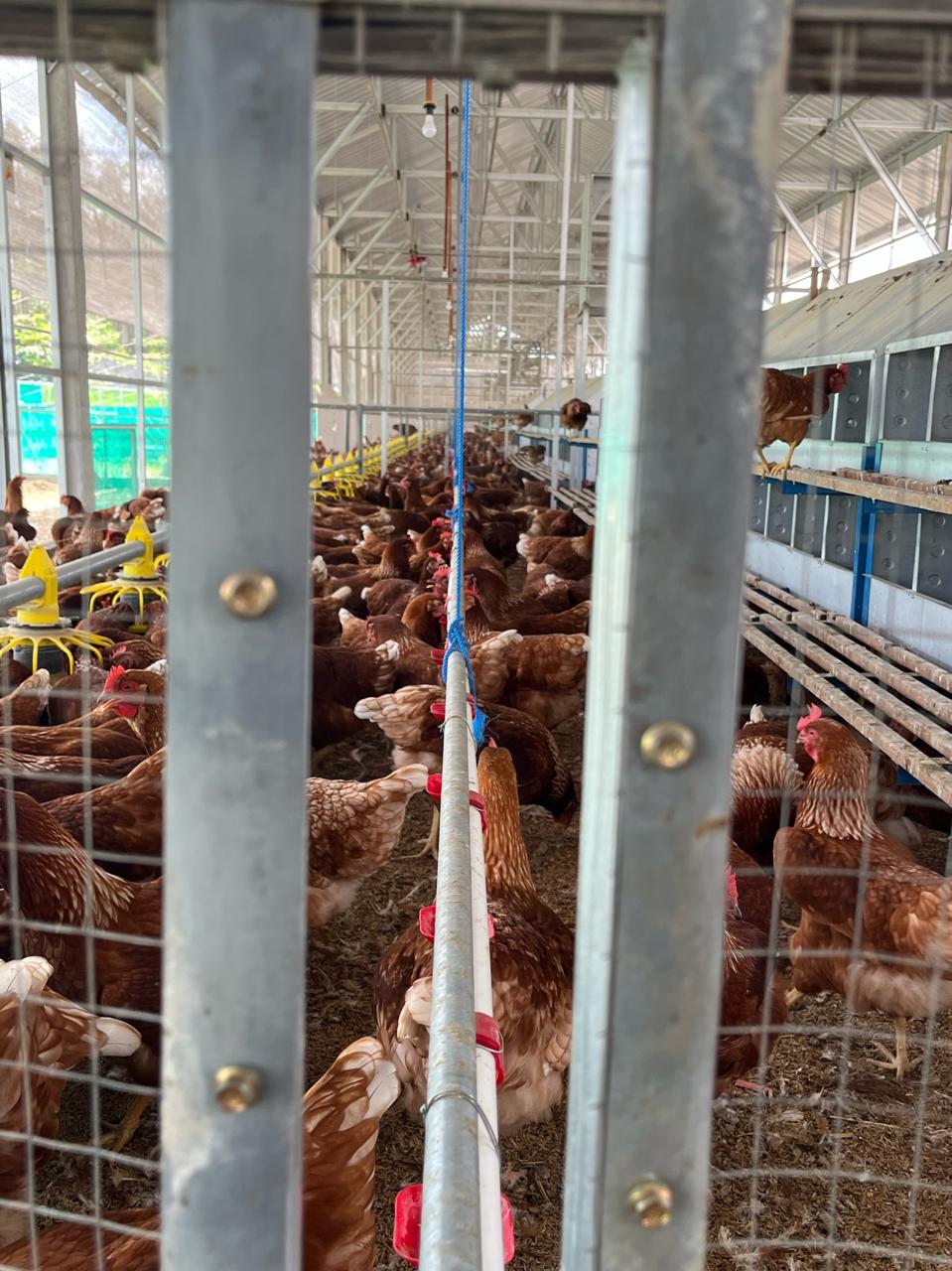 Certified Humane® Asia | Animal Welfare | Rossa Farm EST 2000