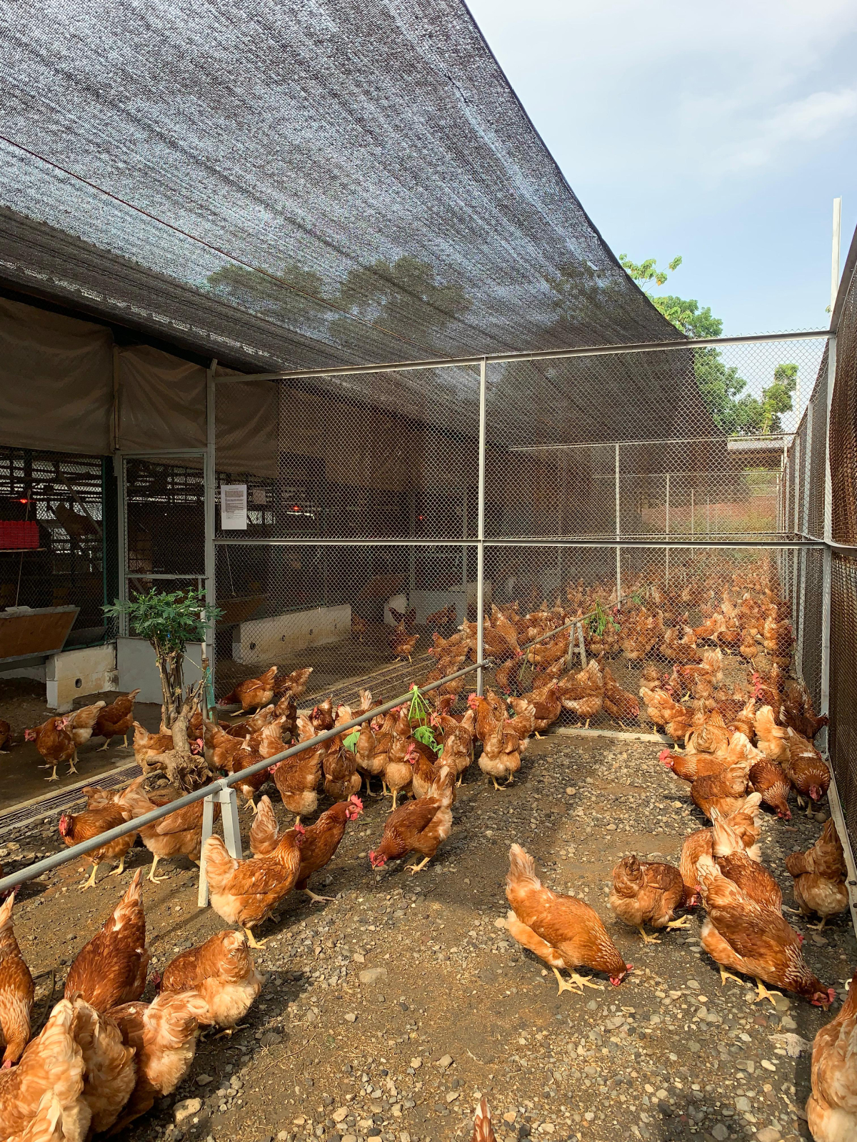 Certified Humane® Asia | Animal Welfare | CV. Gemilang