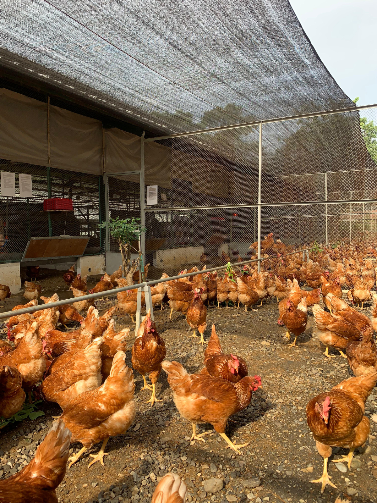 Certified Humane® Asia | Animal Welfare | CV. Gemilang