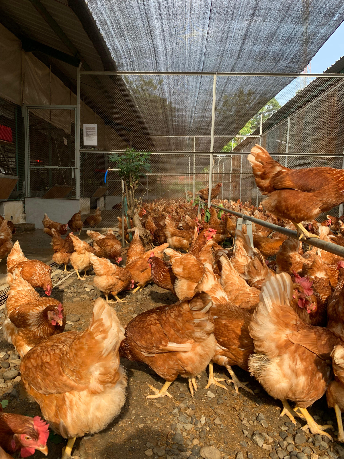 Certified Humane® Asia | Animal Welfare | CV. Gemilang