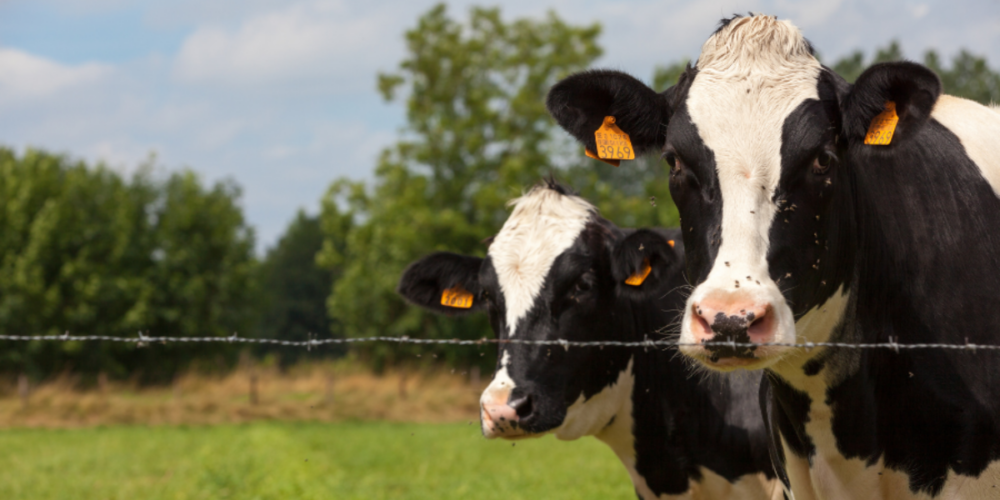 Certified Humane® Asia | Animal Welfare | Dairy cattle farming ...